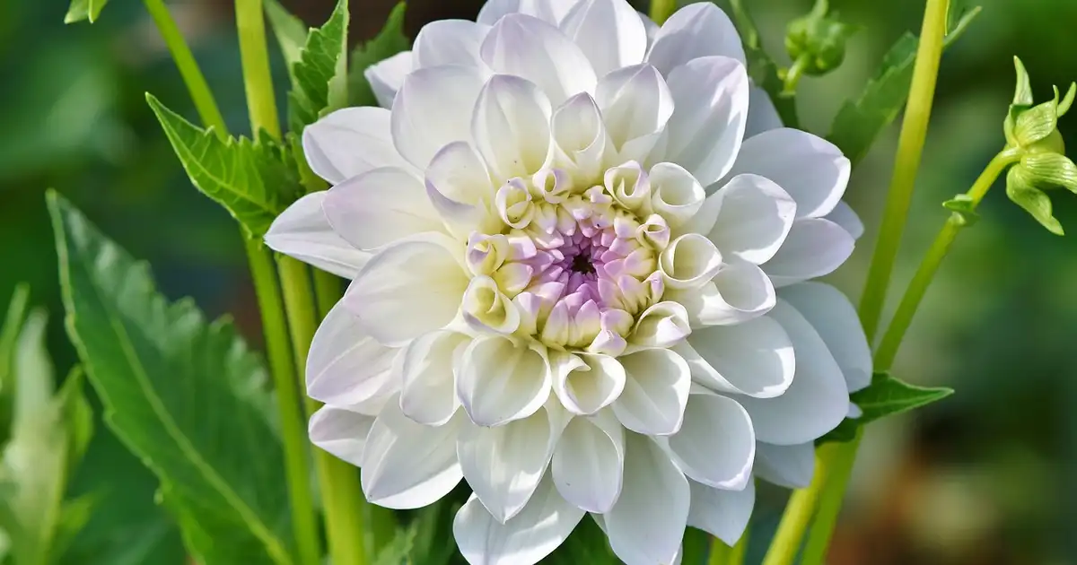 Dahlia : plantation, culture et entretien au jardin bio - Jardiner Bio